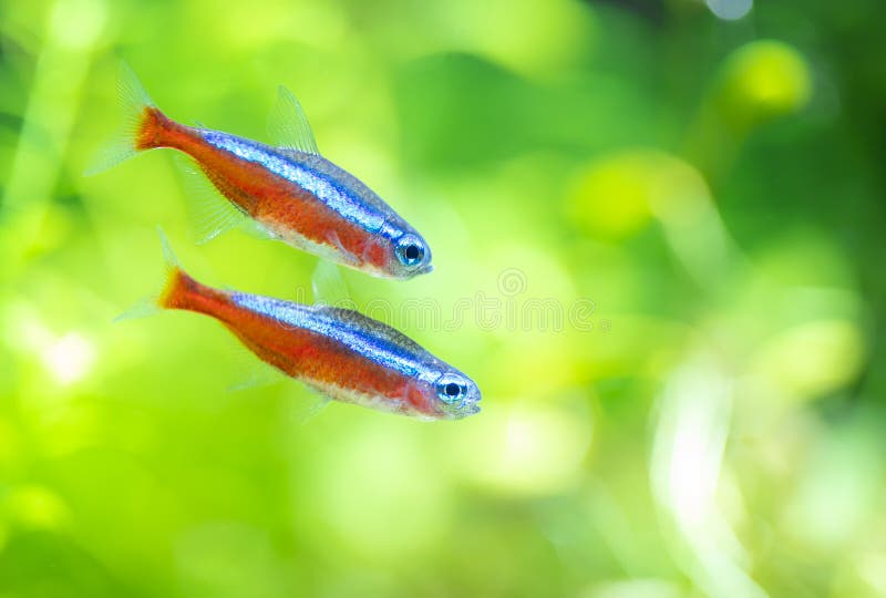 Cardinal Tetra Fish Swimming in Water. Paracheirodon Innesi Freshwater ...