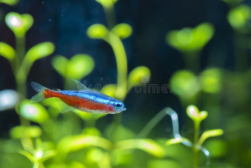 Cardinal Tetra Fish Swimming in Water Tank Stock Image - Image of blue ...