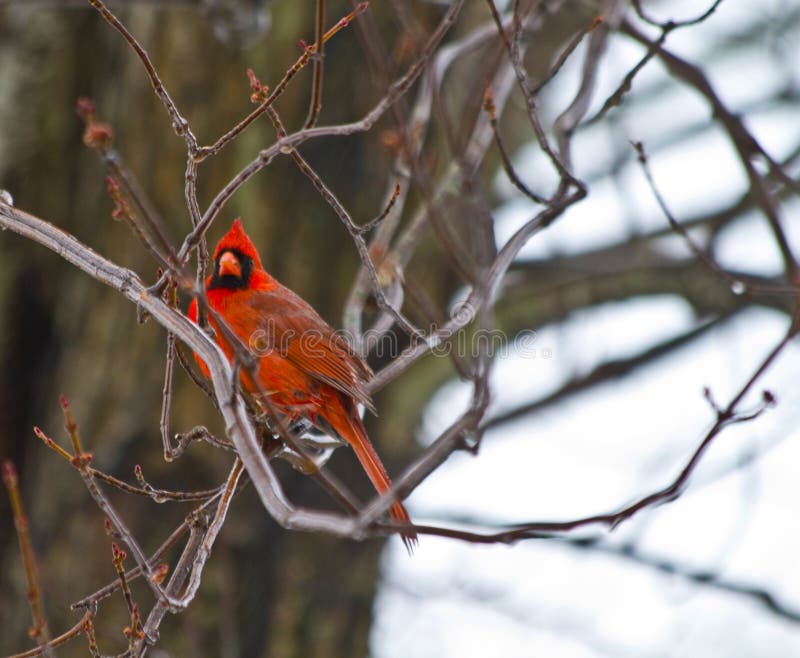 Cardinal in tree stock image. Image of small, wildlife - 18254091