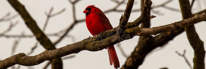 Cardinal on a Tree Branch in a Snow Storm Stock Photo - Image of branch ...