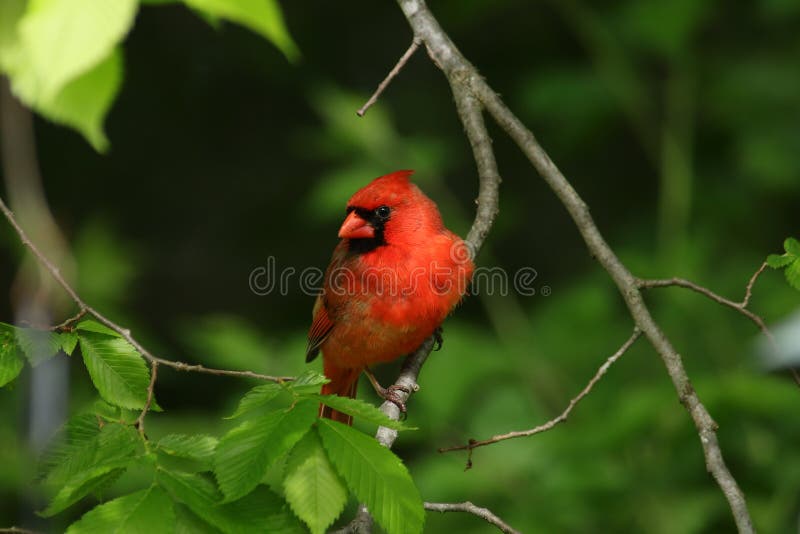 Cardinal in a tree stock photo. Image of cardinal, wildlife - 204287516