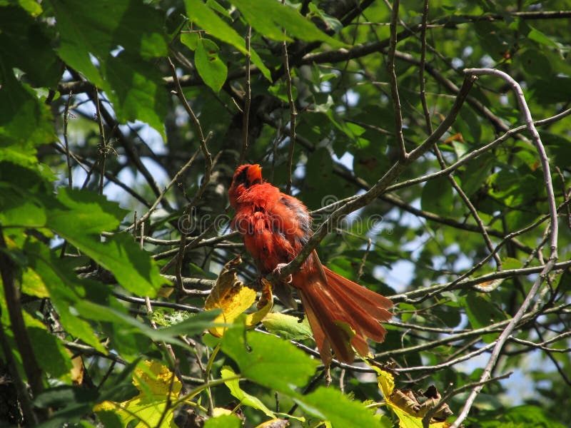 Cardinal in a Tree stock image. Image of park, tree, feathers - 59143569