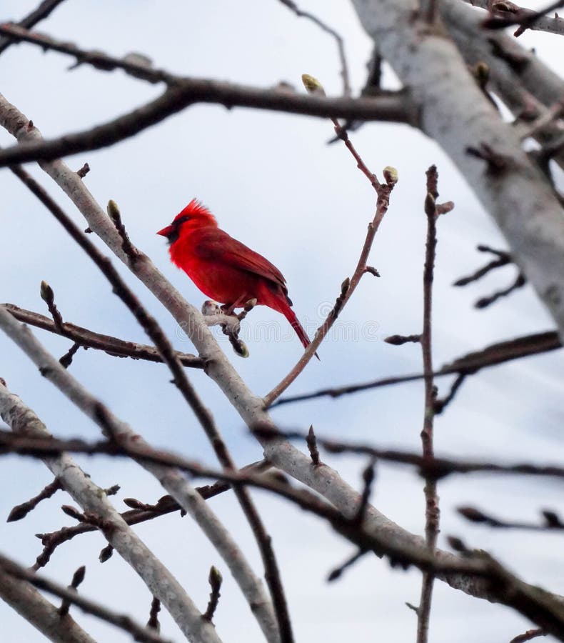 Red Cardinal Male Singing In A Tree In Branches Stock Photo - Image of ...
