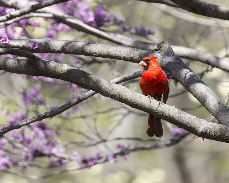 Cardinal in a tree stock image. Image of birds, cardinal - 70399899