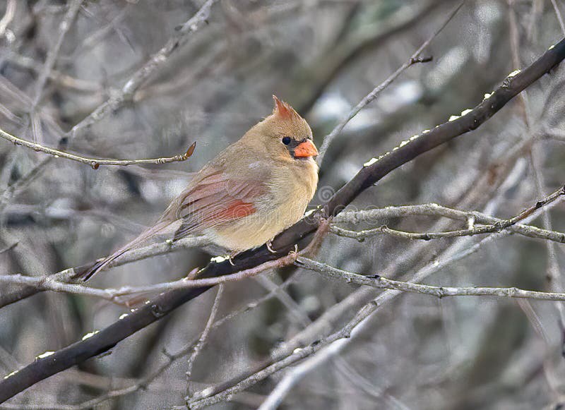 Cardinal in Trees in Winter Stock Photo - Image of robin, flower: 266711892