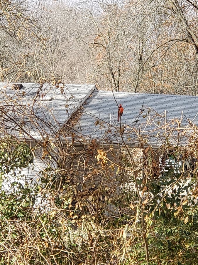 Cardinal visits stock photo. Image of redbird, cardinal - 164815024
