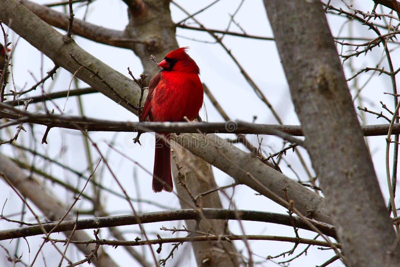 Cardinal Watching from Its Perch in a Tree Stock Image - Image of ...