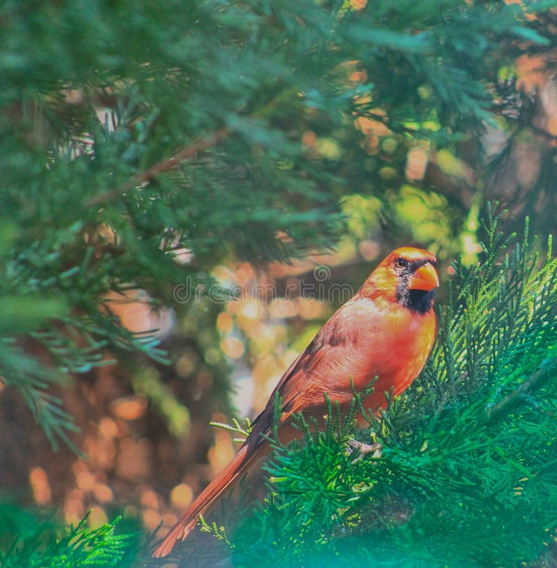 Cardinal in the Window stock photo. Image of orange, evergreen - 45248808