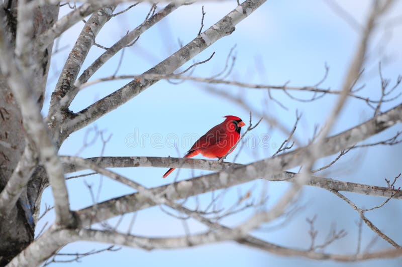 Cardinal stock image. Image of cardinal, migration, bird - 46250403