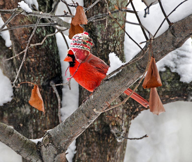 Cardinal with winter hat stock photo. Image of leaf, cardinal - 37409620