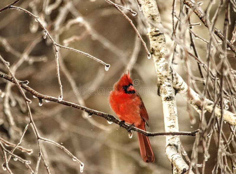 Cardinal in winter stock image. Image of forest, pine - 3892833