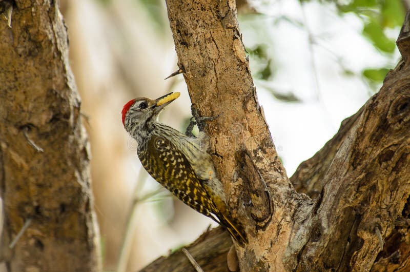 Cardinal Woodpecker Eating a Grub Stock Image - Image of avian ...