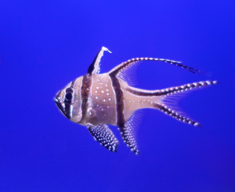 Pesce Cardinale Del Bengala Immagine Stock - Immagine di marino, sfondo ...