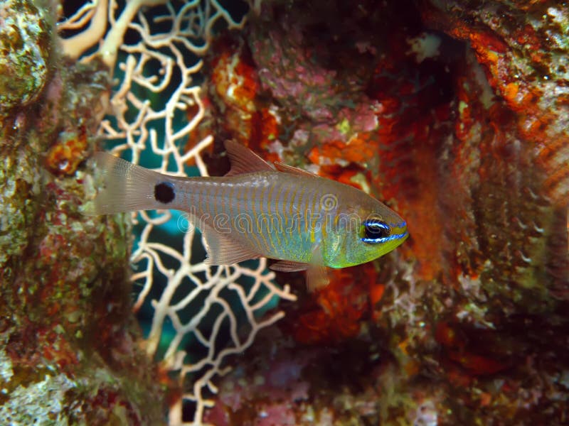 Cardinalfish stock image. Image of nature, coral, orange - 10435593