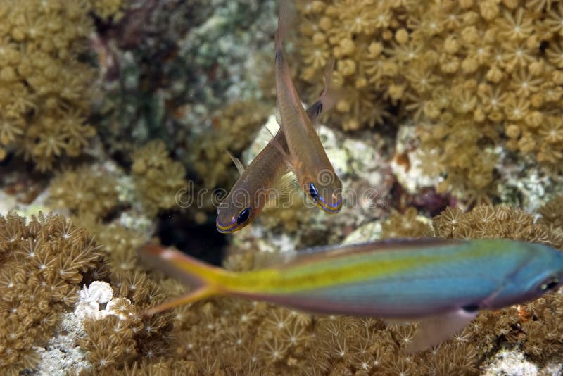 Cardinalfish stock photo. Image of aquatic, coral, nature - 10713002