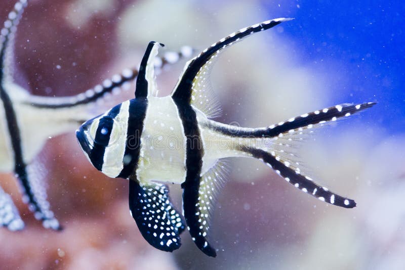 Pterapogon Kauderni - Cardinalfish De Banggai Imagem de Stock - Imagem ...