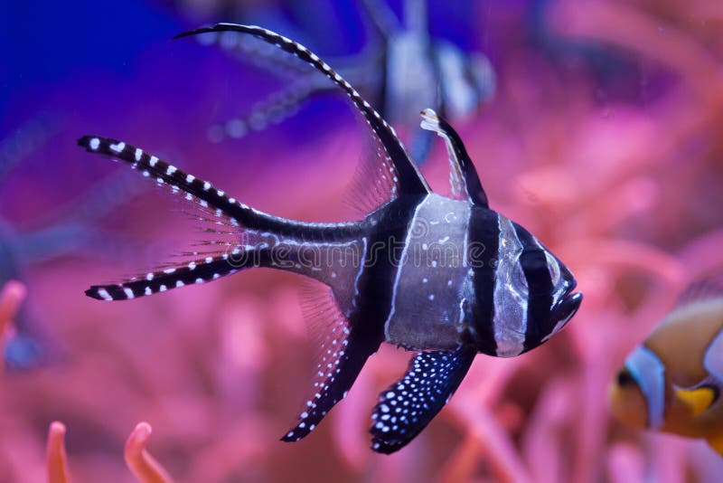 Cardinalfishes de Banggai photo stock. Image du écosystème - 144252036