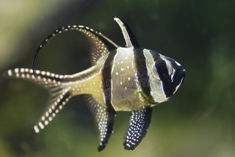 Cardinalfish De Banggai Ou De Kauderni De Pterapogon Peixes Foto de ...