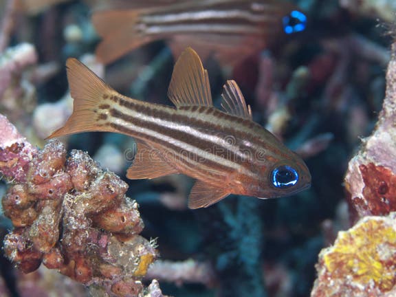 Cardinalfish Ocre-rayado foto de archivo. Imagen de filipinas - 36376666