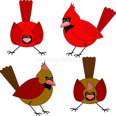 Female Cardinal Stock Illustrations – 598 Female Cardinal Stock ...