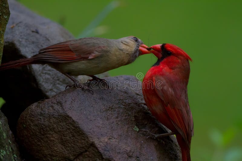 Pair of Northern Cardinals stock image. Image of couple - 4386677