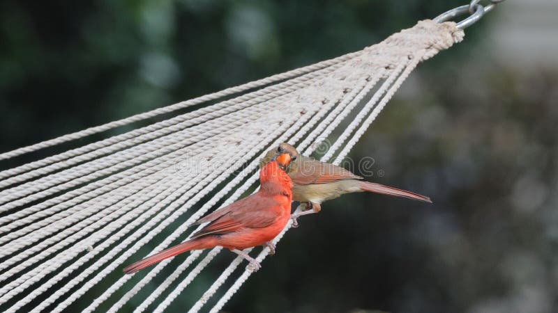 Cardinals Perched on a Hammock in a Backyard Setting Stock Image ...