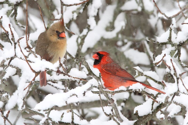 Pair of Northern Cardinals stock image. Image of couple - 4386677