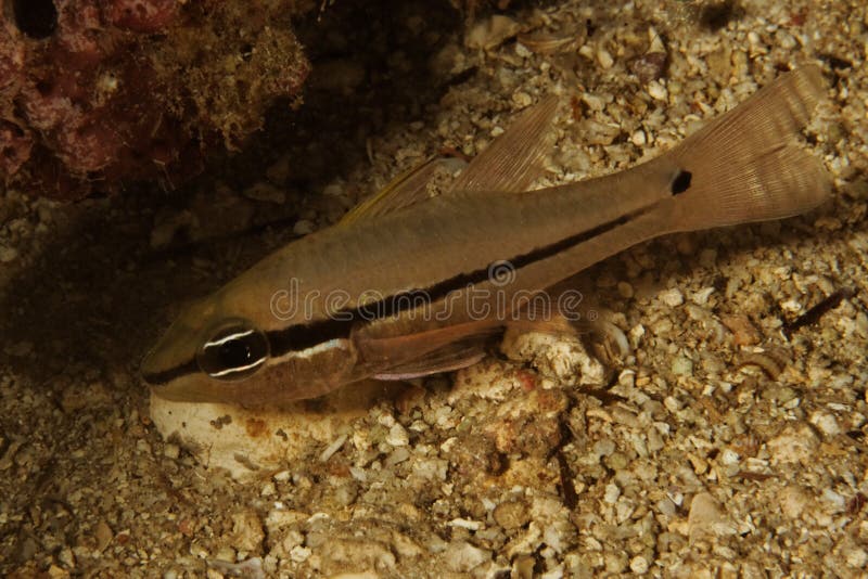 Cardinla Fish (Apogon Exostigma) Stock Image - Image of exostigma ...