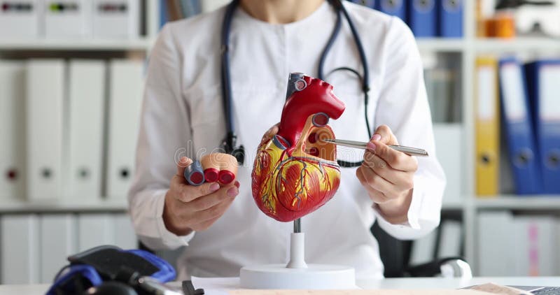 Cardiologist Doctor With Stethoscope Holds Model Of Human Heart In