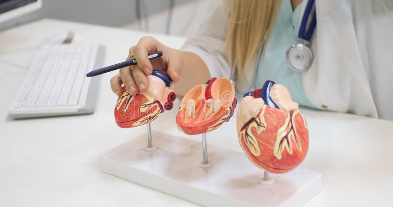 A Cardiologist with a Stethoscope Explains the Anatomy of the Structure ...