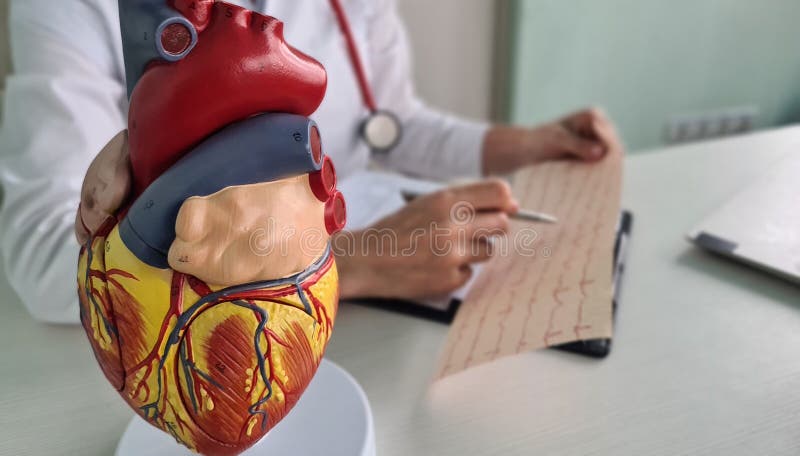 Cardiologist Studies Electrocardiogram Analysis Symptoms and Makes ...