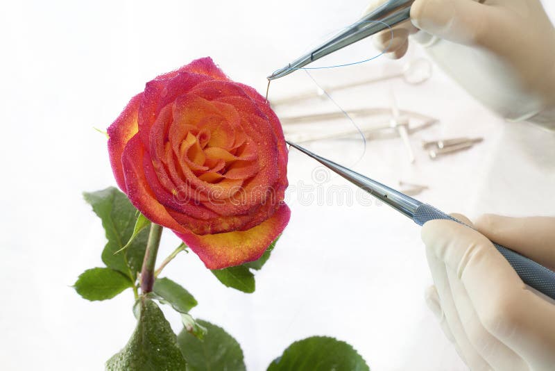 Cardiology Operation with Red Rose Stock Photo - Image of medicine ...