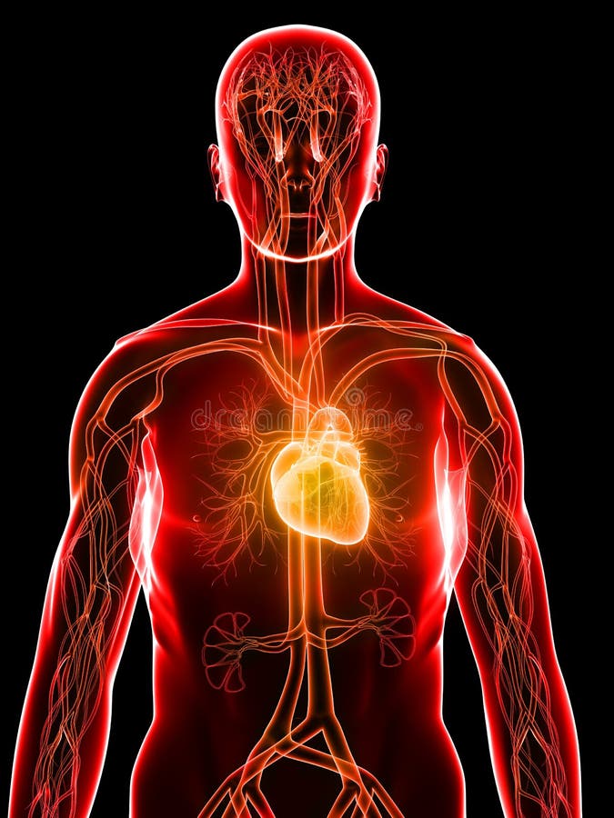 Cardiovascular system stock illustration. Illustration of cardio - 5970091