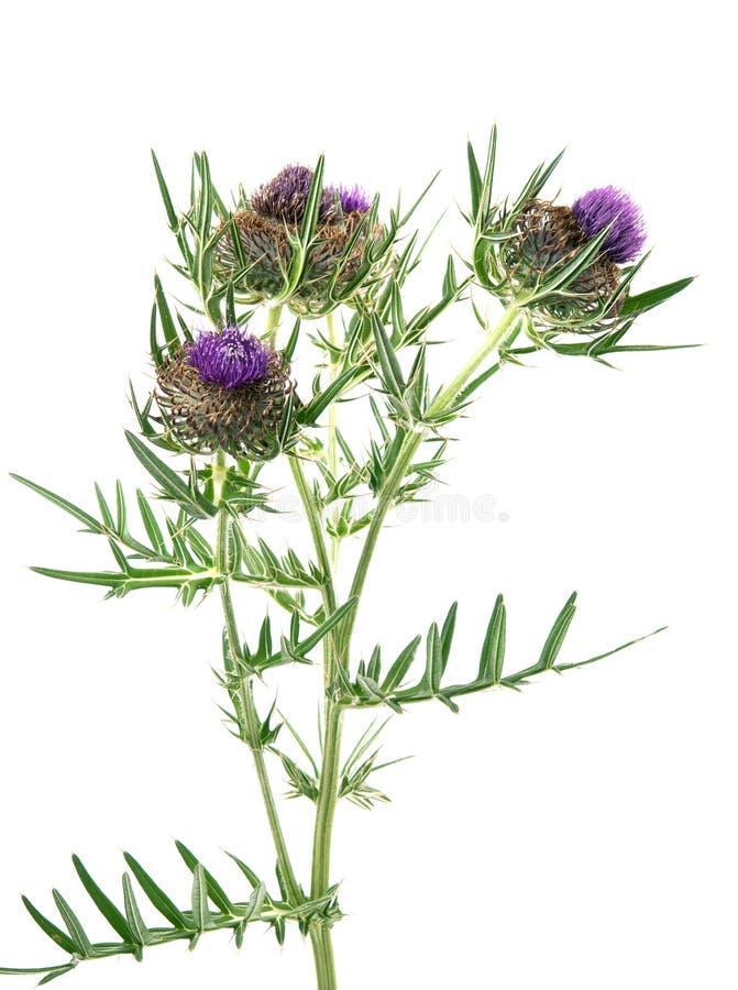 Cardo foto de archivo. Imagen de blanco, pétalo, inculto - 33228596