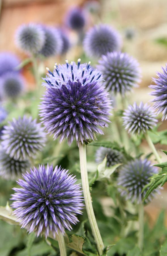 Cierre De La Flor Del Cardo Azul (eryngium) Para Arriba Foto de archivo ...