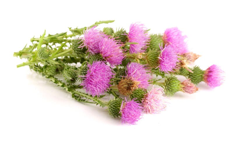 Cardo Da Flor Isolado No Macro Branco Do Fundo Imagem de Stock - Imagem ...