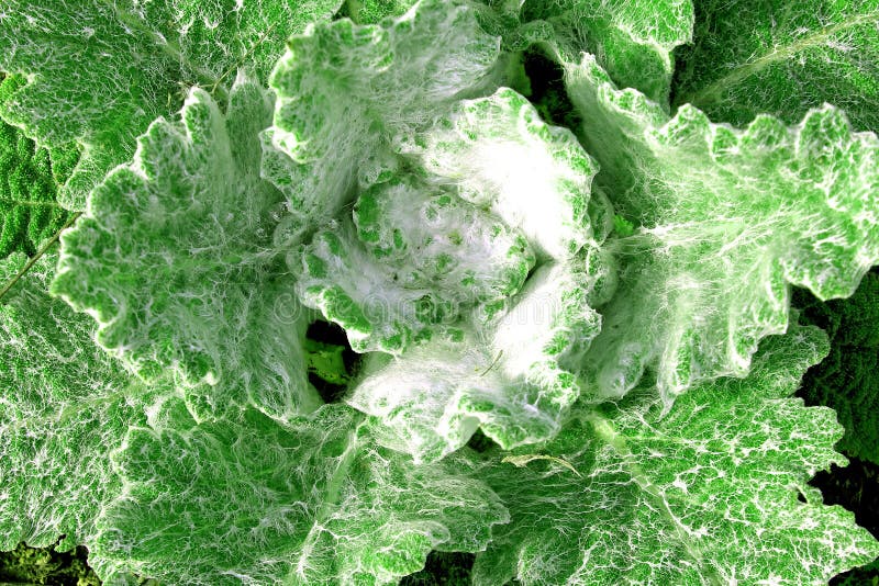 Cardo da planta nova imagem de stock. Imagem de afiado - 39946171