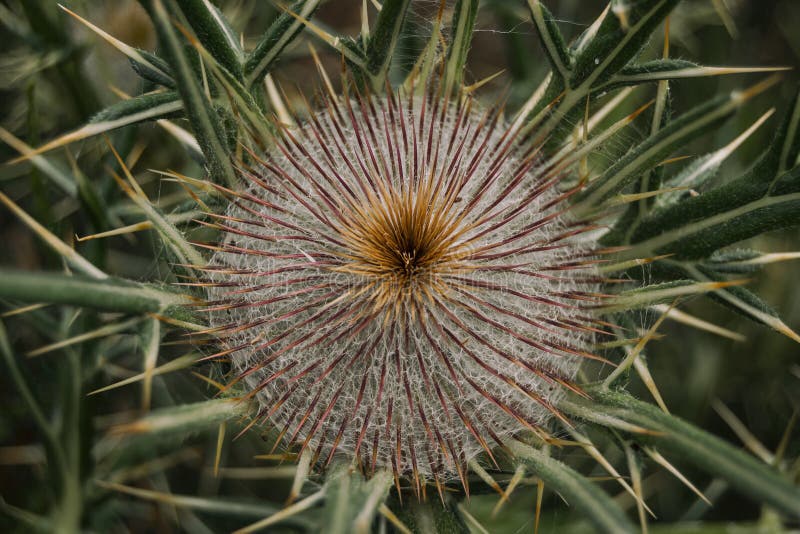 Cardo de Brown en un campo imagen de archivo. Imagen de resorte - 116648121