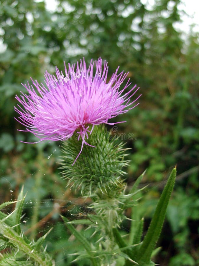 Símbolo Da Flor De Escócia, Flor Do Cardo Imagem de Stock - Imagem de ...