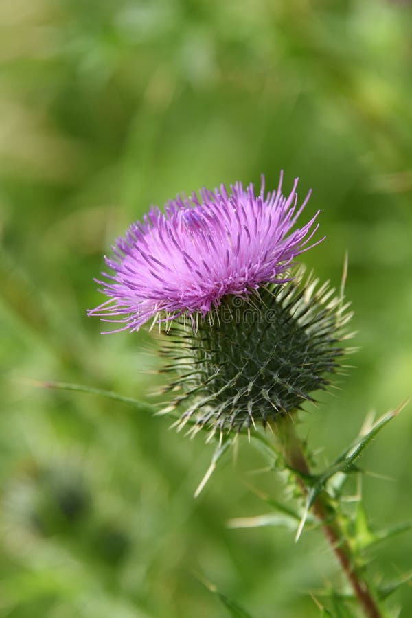 Cardo rosado imagen de archivo. Imagen de fondo, hoja - 85564339