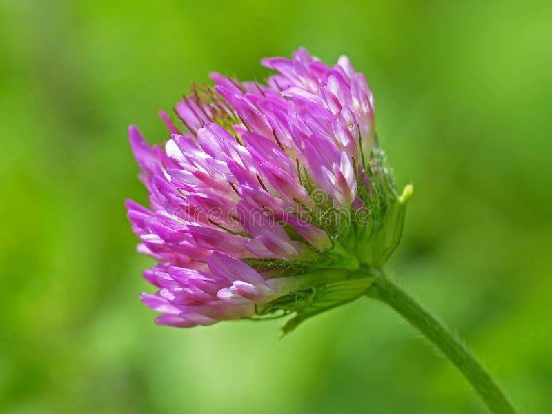 Cardo rosado de la cerda imagen de archivo. Imagen de pista - 119112421