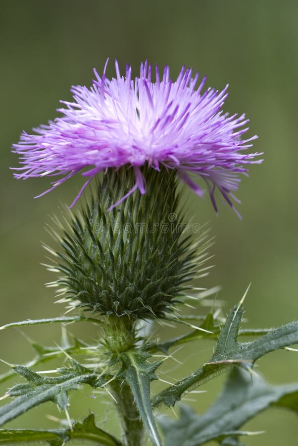 Cardo Selvatico Spinoso Foto Stock - Download 2,785 Royalty Free Photos