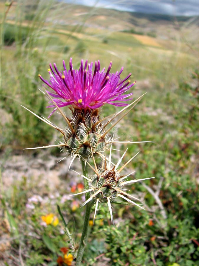 Primo Piano Di Una Fioritura Del Cardo Selvatico, Il Fiore Nazionale ...