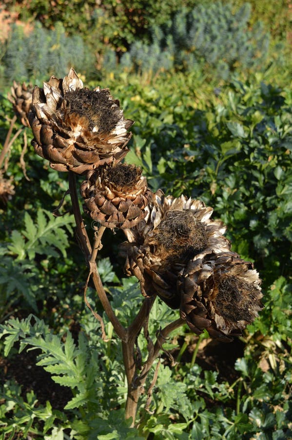 Cardo Selvatico Del Carciofo O Del Cardone Fotografia Stock - Immagine ...