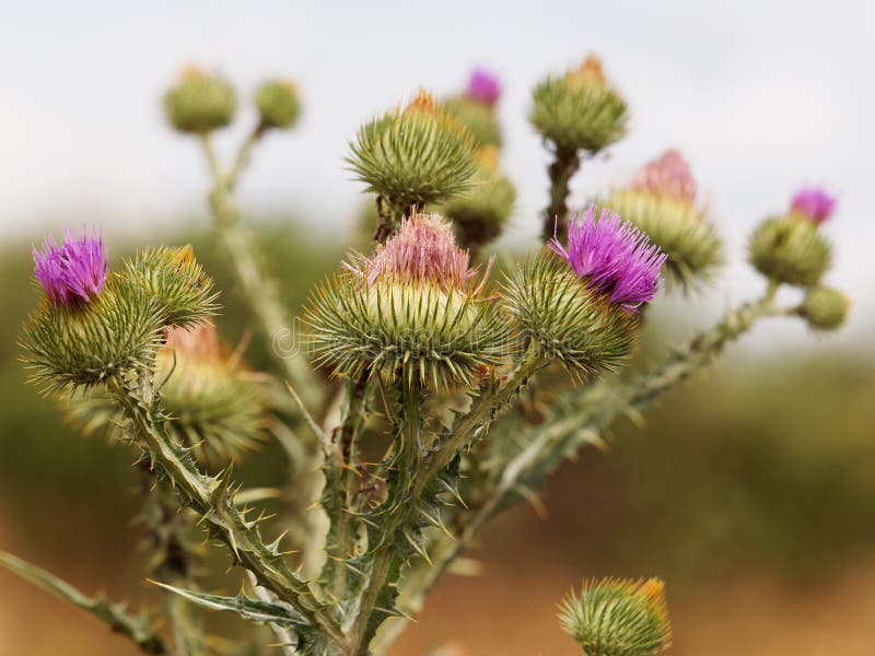 Mosto Di Malto Del ` S Di St John, Fiore Giallo Del Cespuglio Tutsan ...