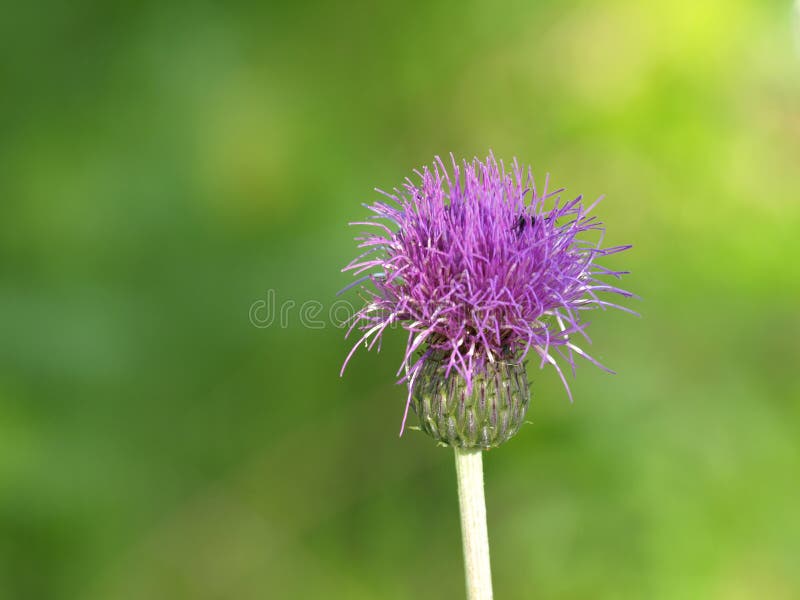 Cardo Selvatico Malinconico Fotografia Stock - Immagine di cardo ...