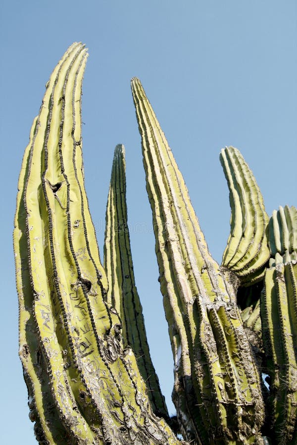 Cardon cactus stock photo. Image of desert, california - 15863660