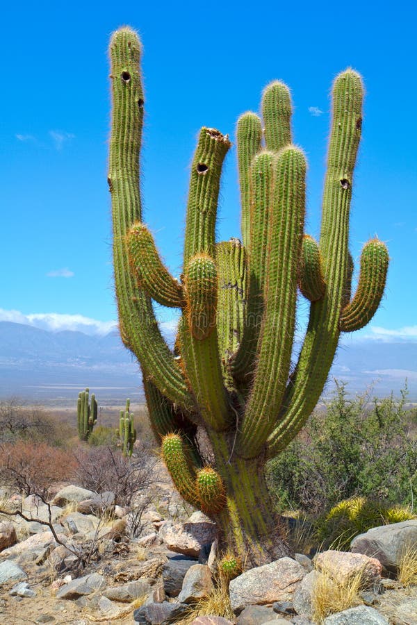 Cardon Cactus Royalty Free Stock Photo - Image: 17512925