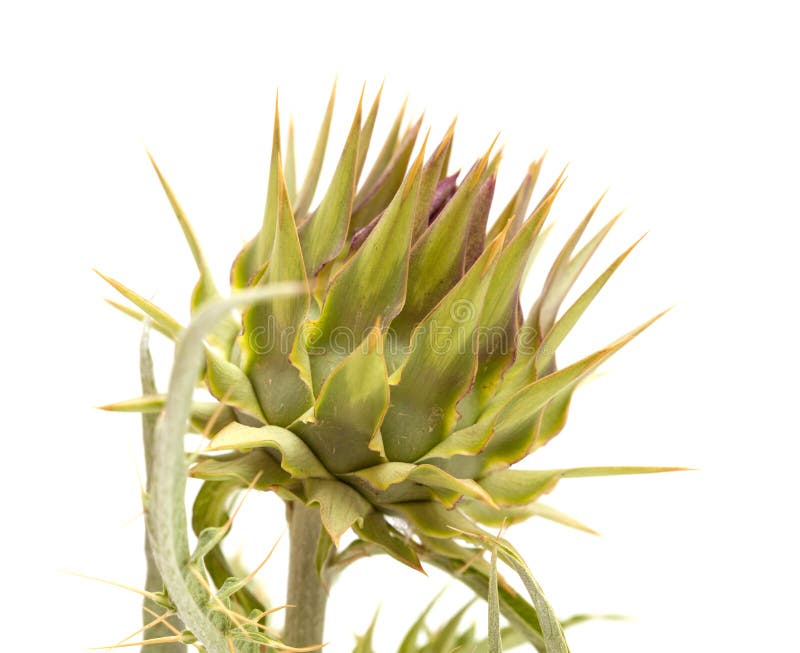 Cardone, Cynara Cardunculus, Aka Cardo Selvatico Del Carciofo, Cardone ...