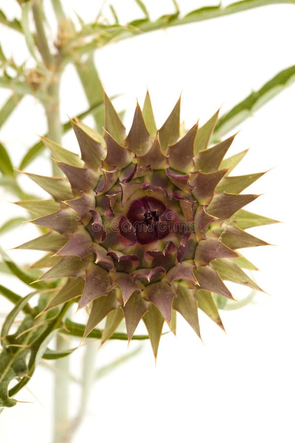 Pianta Del Cardone (cynara Cardunculus) Con Il Fiore Ed Il Germoglio ...